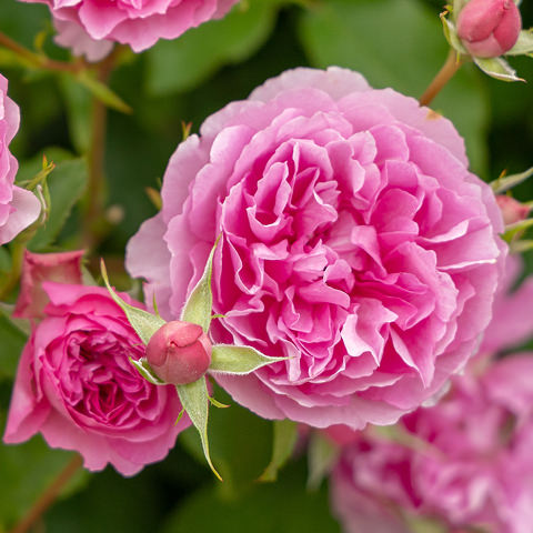 バラ苗の通販なら 専門店でバラ選び｜バラと庭あそび京阪園芸公式ショップ