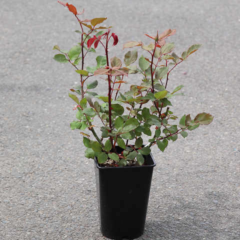 バラ苗の通販なら 専門店でバラ選び｜バラと庭あそび京阪園芸公式ショップ