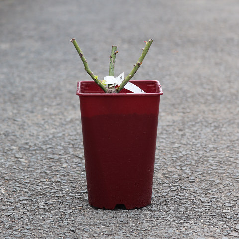 バラ苗の通販なら 専門店でバラ選び｜バラと庭あそび京阪園芸公式ショップ