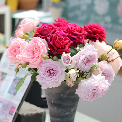 バラ苗の通販なら 専門店でバラ選び｜バラと庭あそび京阪園芸公式ショップ